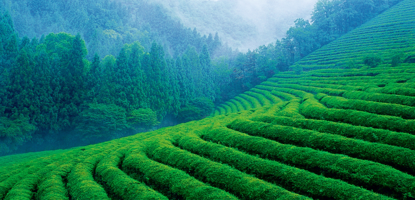 Ten Things We Never Knew About TRIPURA
